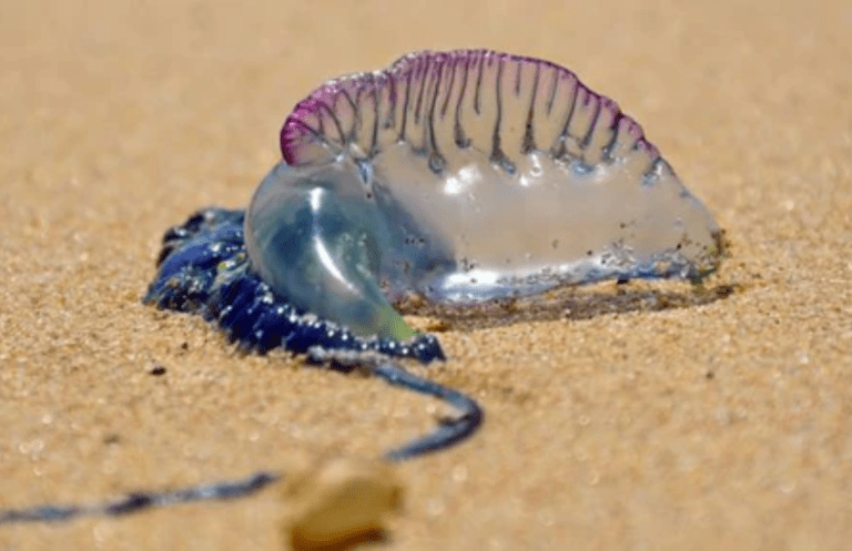 Caravella Portoghese: donna ricoverata in terapia intensiva