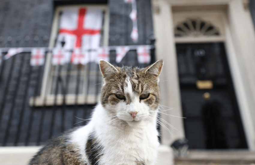 Larry, il gatto più famoso di Londra di nuovo protagonista di un video ...